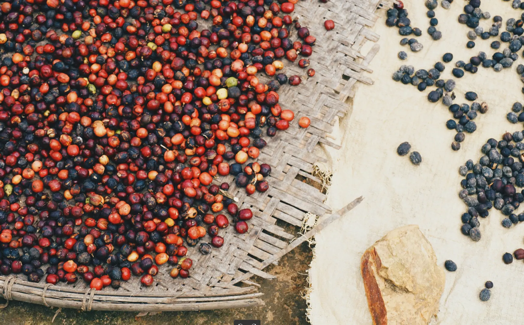 Cascara: The Coffee Fruit Beverage Taking Over 2025